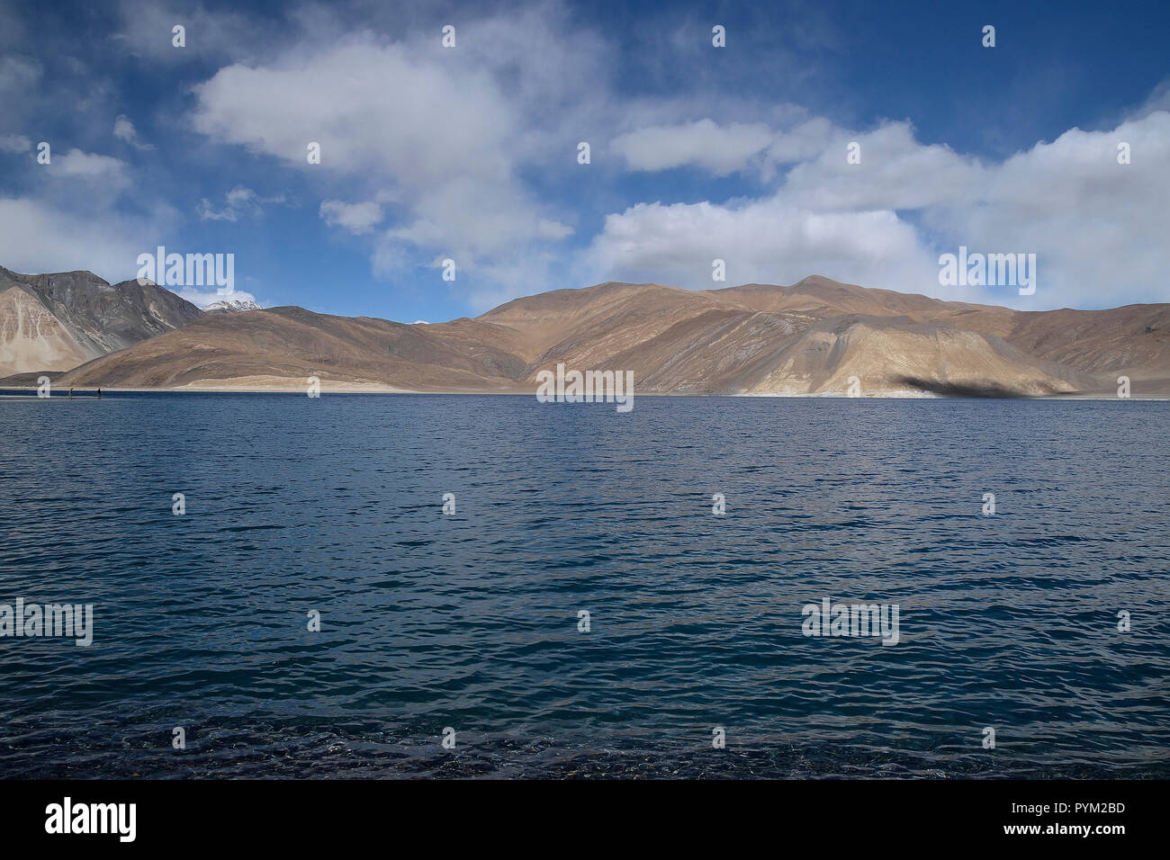 Birds of paradise planet earth hi-res stock photography and images - Alamy
