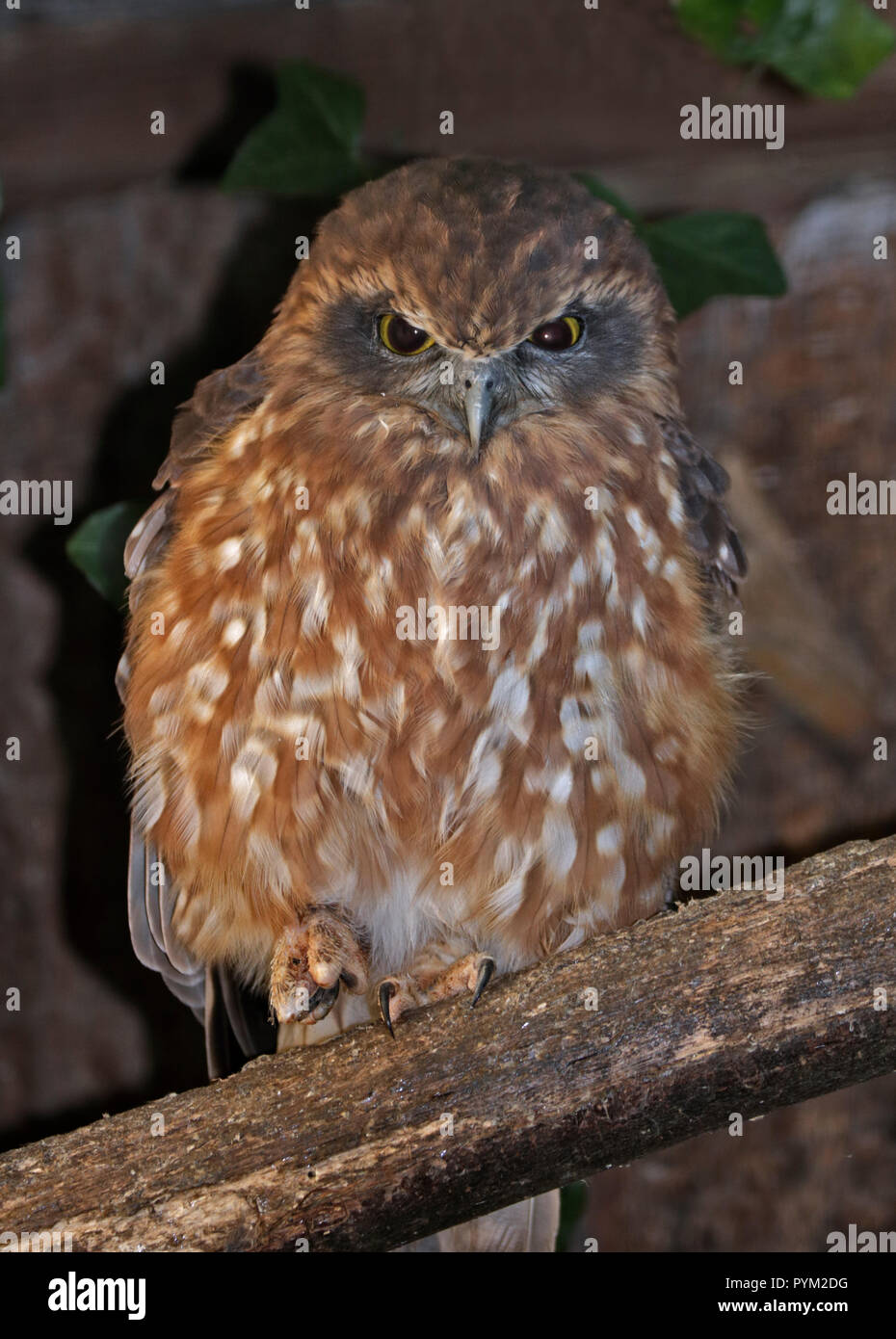 Southern Boobook Owl (ninox boobook Stock Photo - Alamy