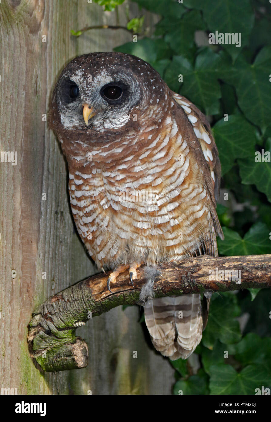 Woodford's Owl (strix woodfordii Stock Photo - Alamy
