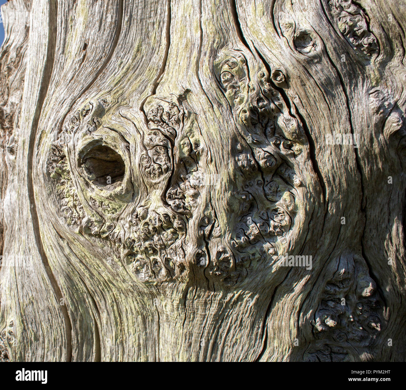 Dead tree texture hi-res stock photography and images - Alamy