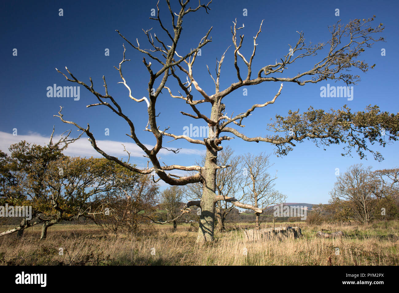 Rspb Mersehead Reserve High Resolution Stock Photography and Images - Alamy