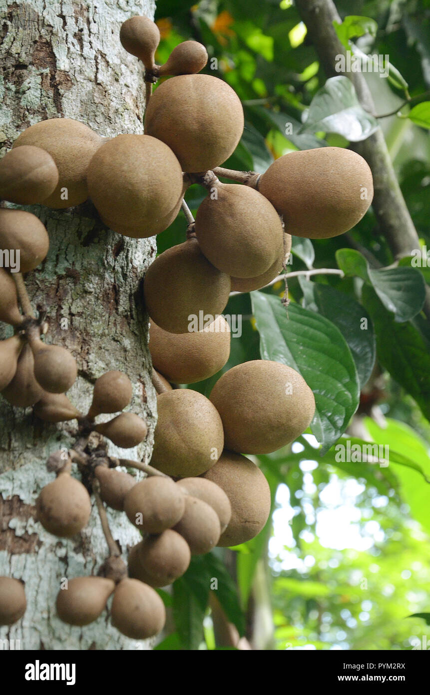 Stelechocarpus hi-res stock photography and images - Alamy