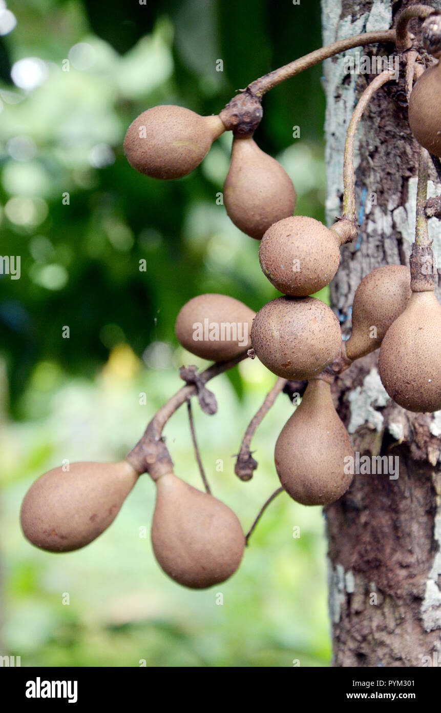 Kepel hi-res stock photography and images - Alamy