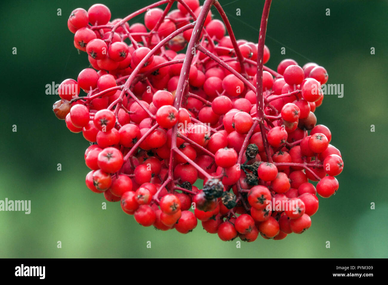 American Mountain Ash, Sorbus americana red berries Stock Photo - Alamy