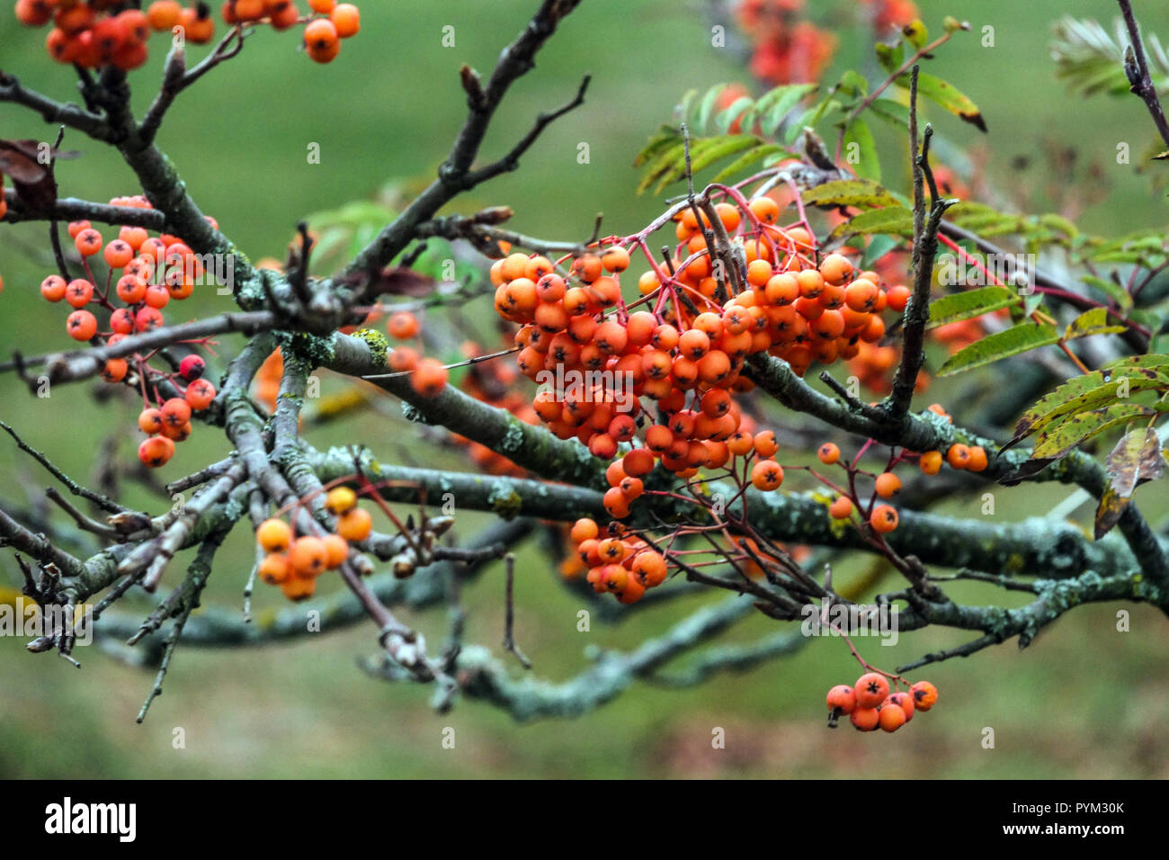 Rowan, Sorbus "Brilliant yellow Stock Photo - Alamy