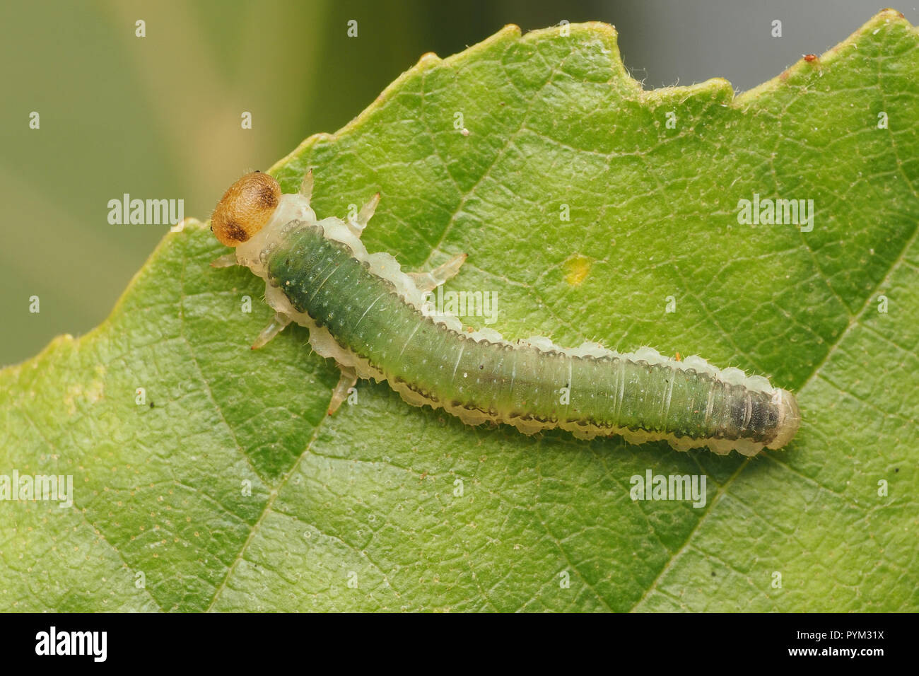 Sawfly Larvae High Resolution Stock Photography and Images - Alamy