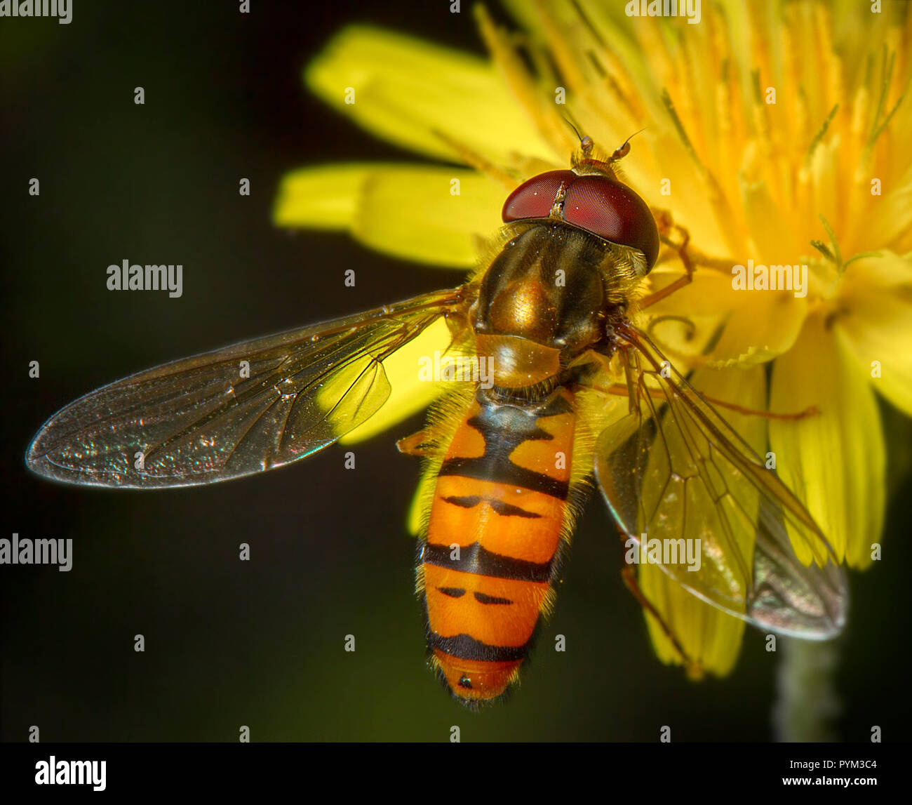 Insect macro photography Stock Photo - Alamy