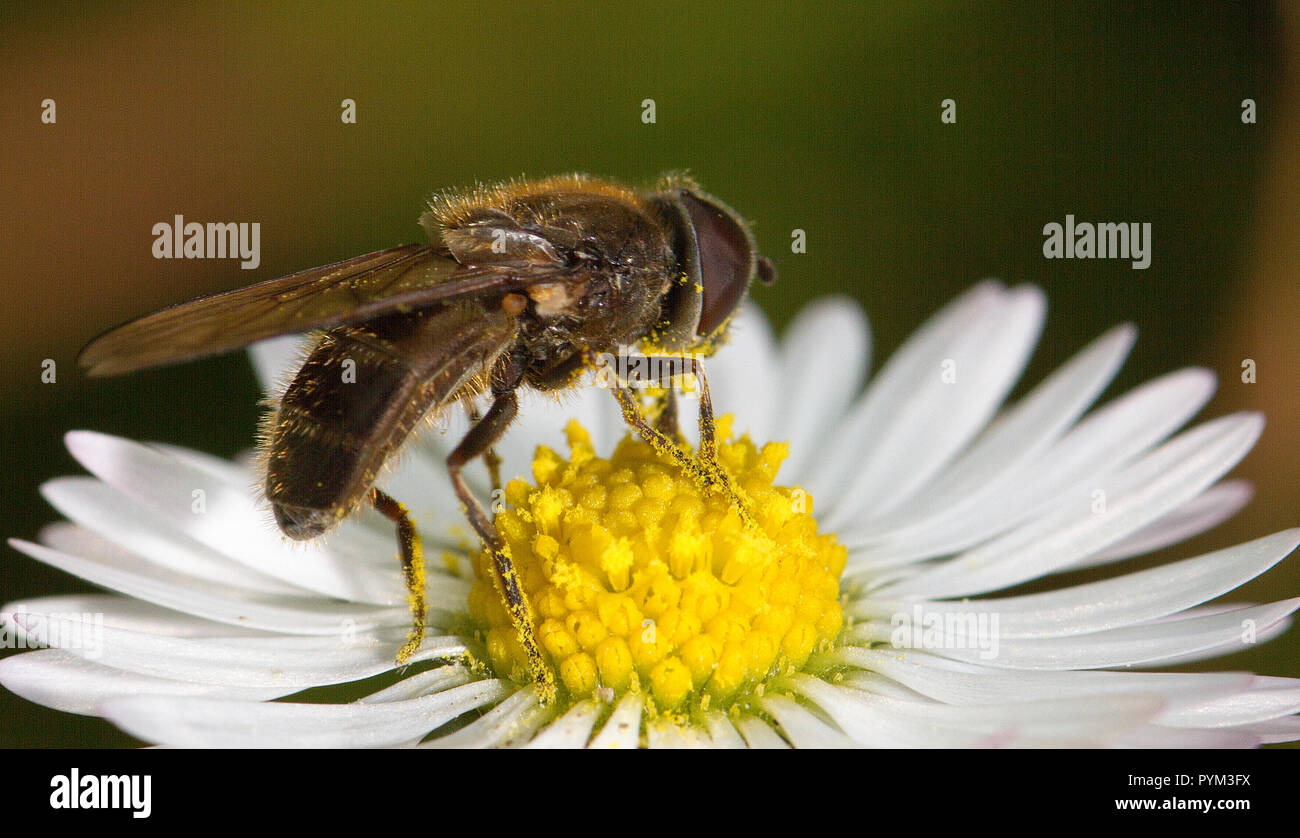 Insect macro photography Stock Photo - Alamy