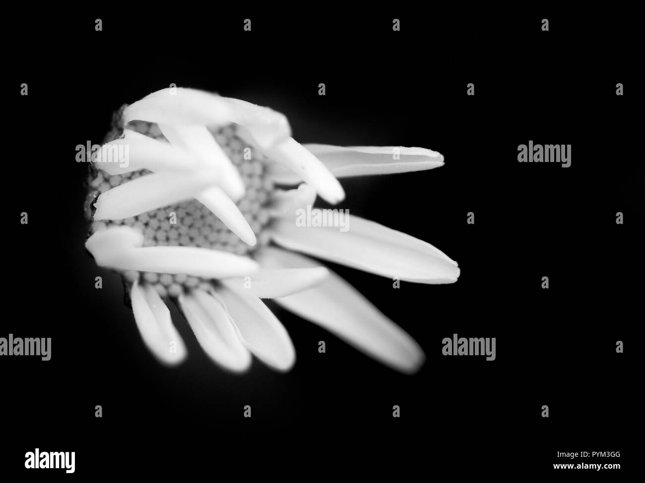 Day insect Black and White Stock Photos & Images - Alamy