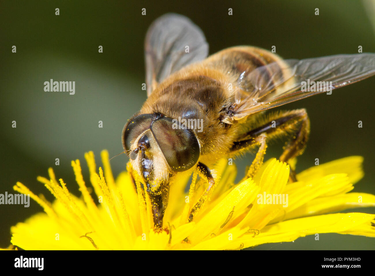 Insect macro photography Stock Photo - Alamy