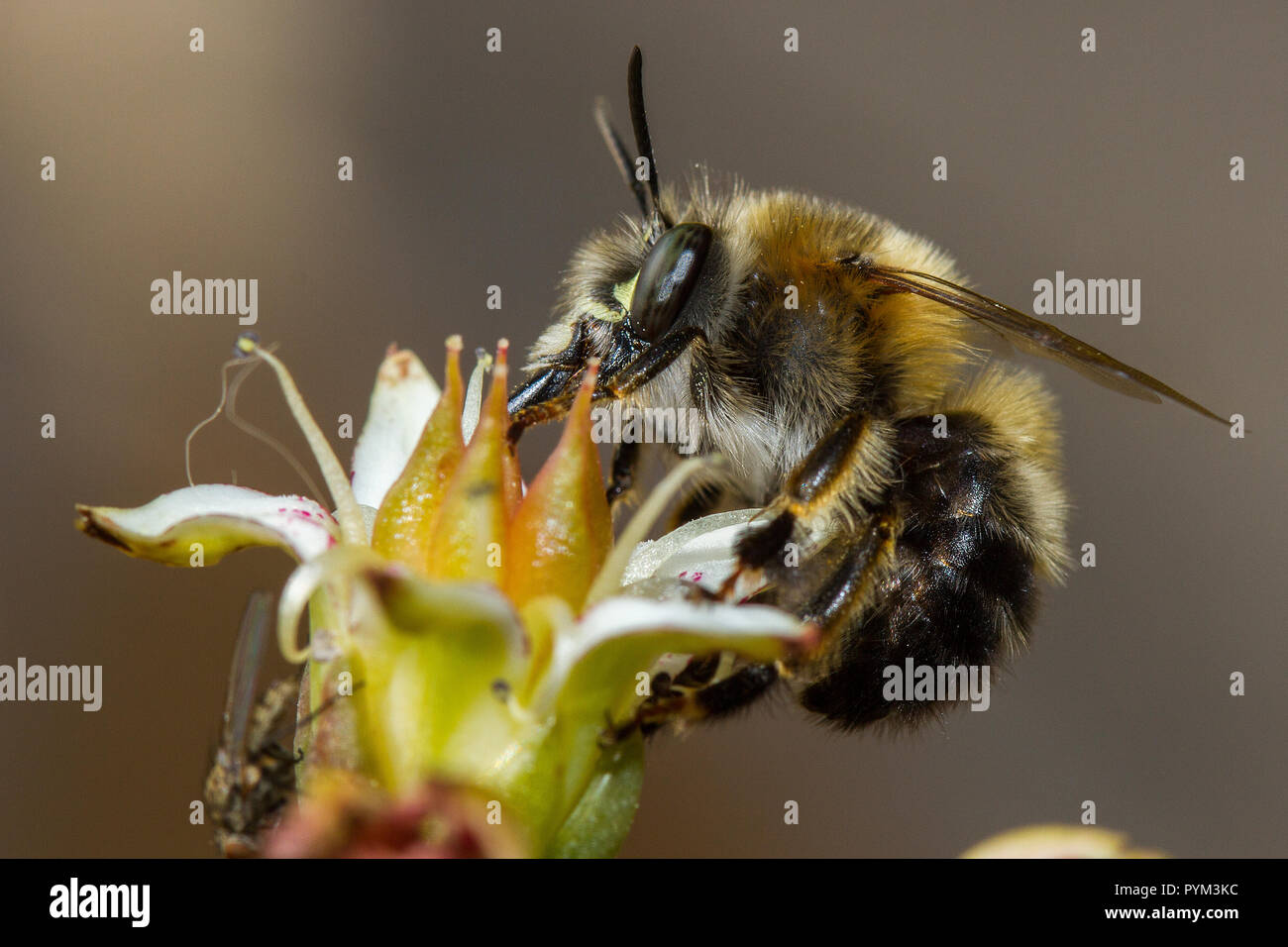 Insect macro photography Stock Photo - Alamy