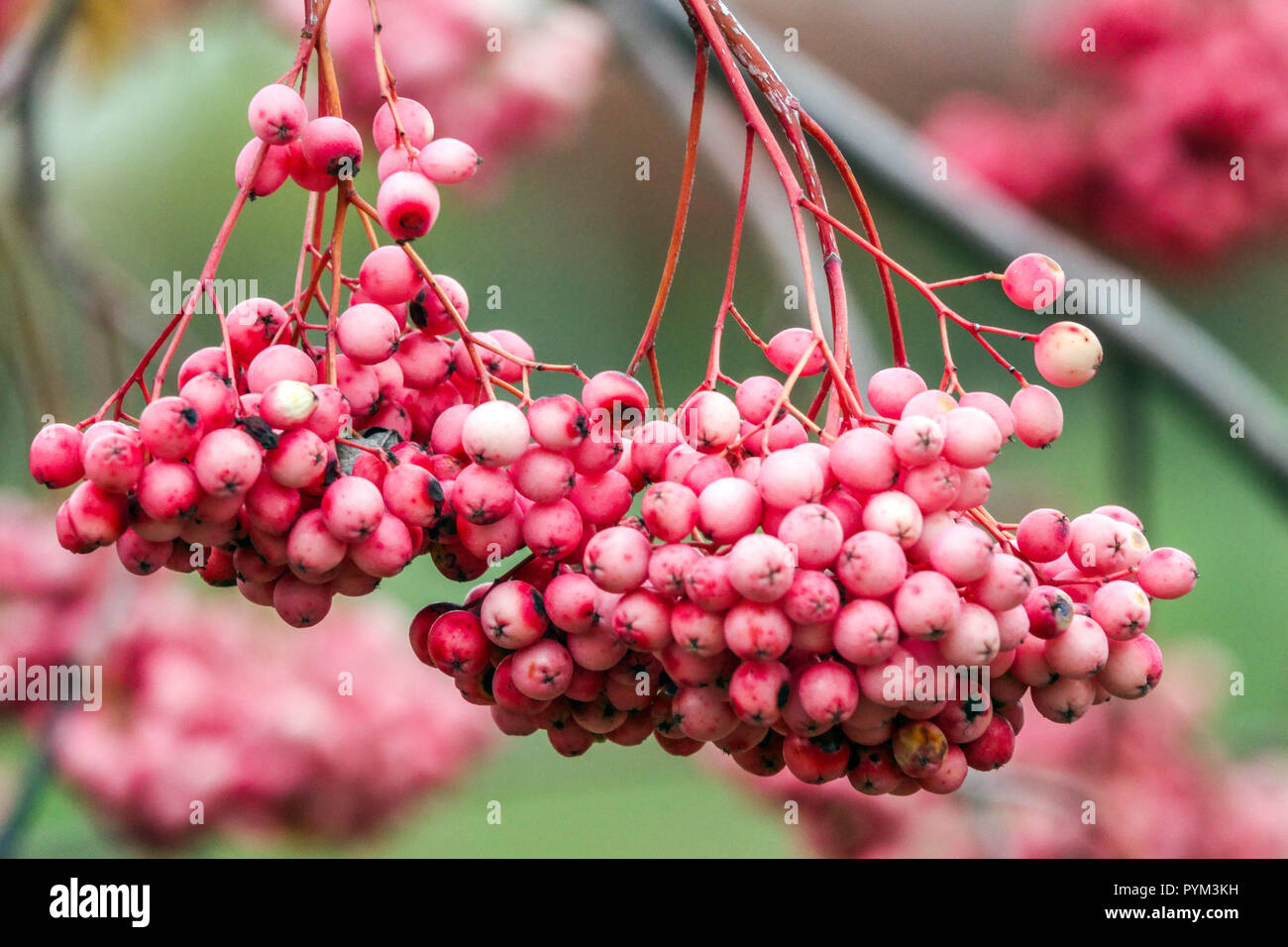 Rowan berries autumn, Sorbus 'Rose Elegance', pink berries on branch ...