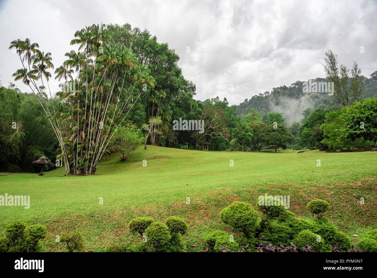 Typical Penang local coconut alike tree that grow only on the Penang ...