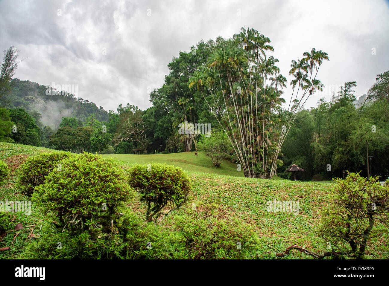 Typical Penang local coconut alike tree that grow only on the Penang ...