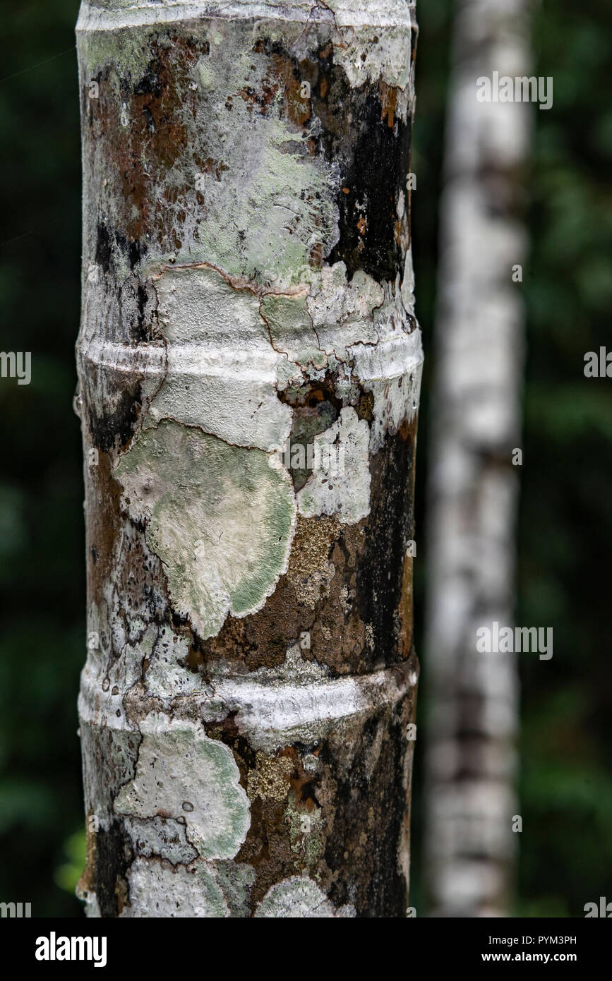 Malaysia size hi-res stock photography and images - Alamy