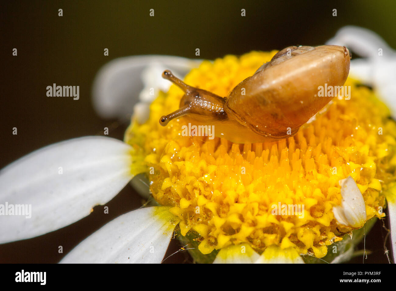 Insect macro photography Stock Photo - Alamy