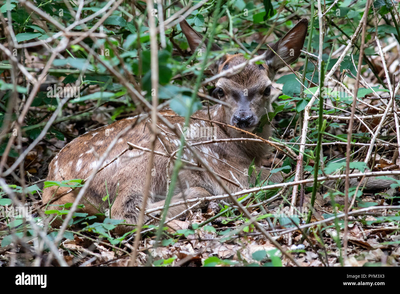 Birthing deer hi-res stock photography and images - Alamy