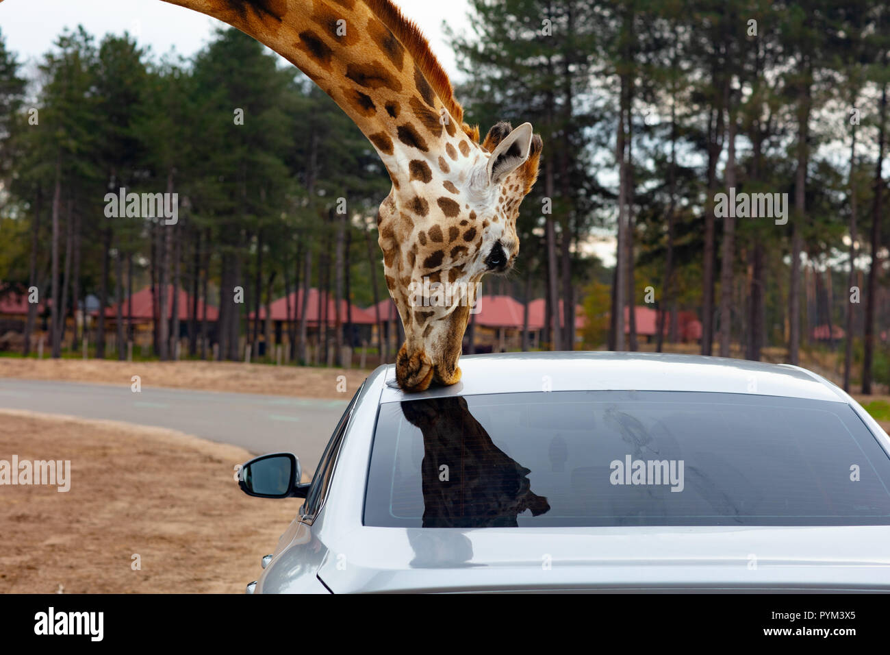 Abenteuer safari hi-res stock photography and images - Alamy