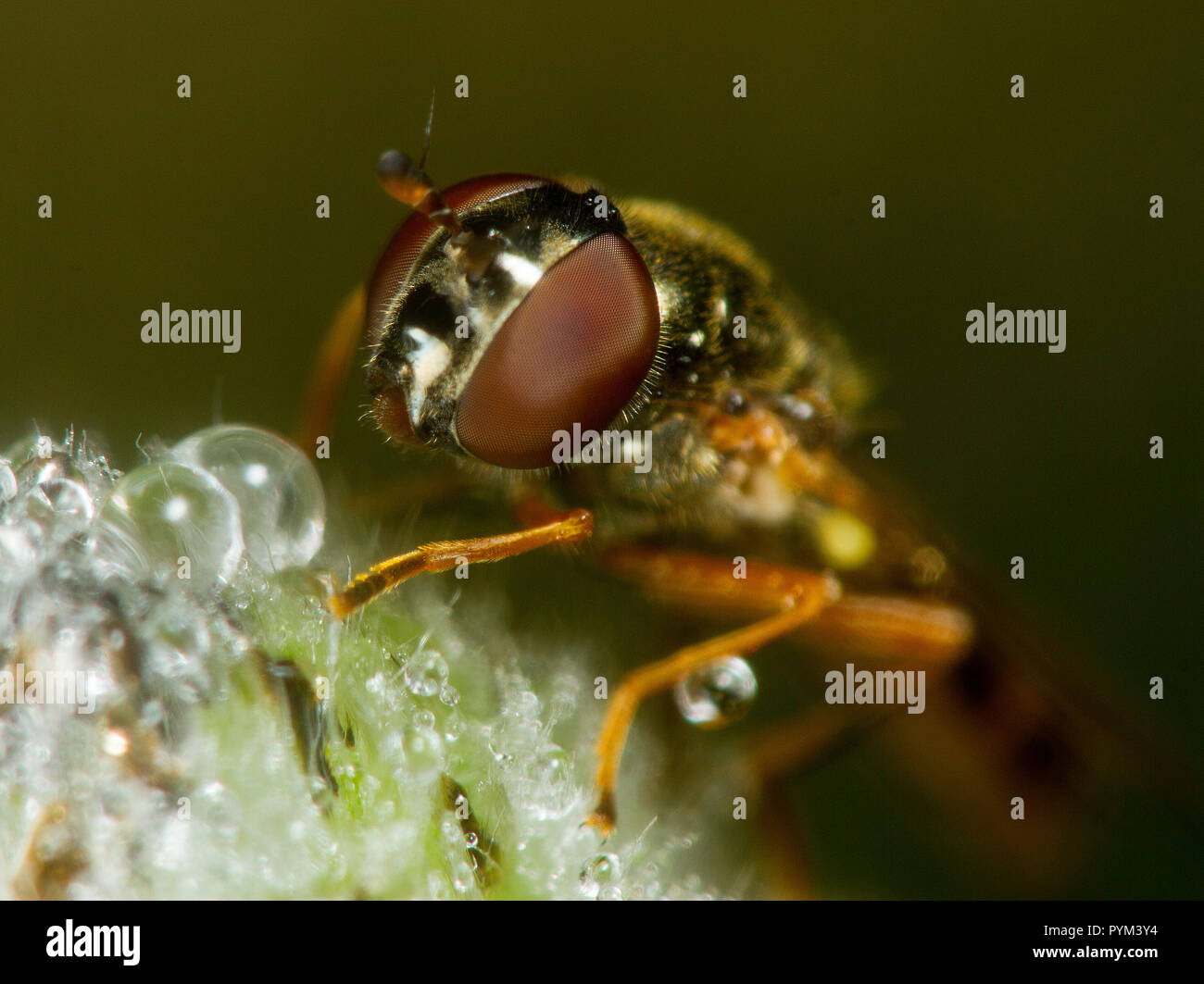 Insect macro photography Stock Photo - Alamy
