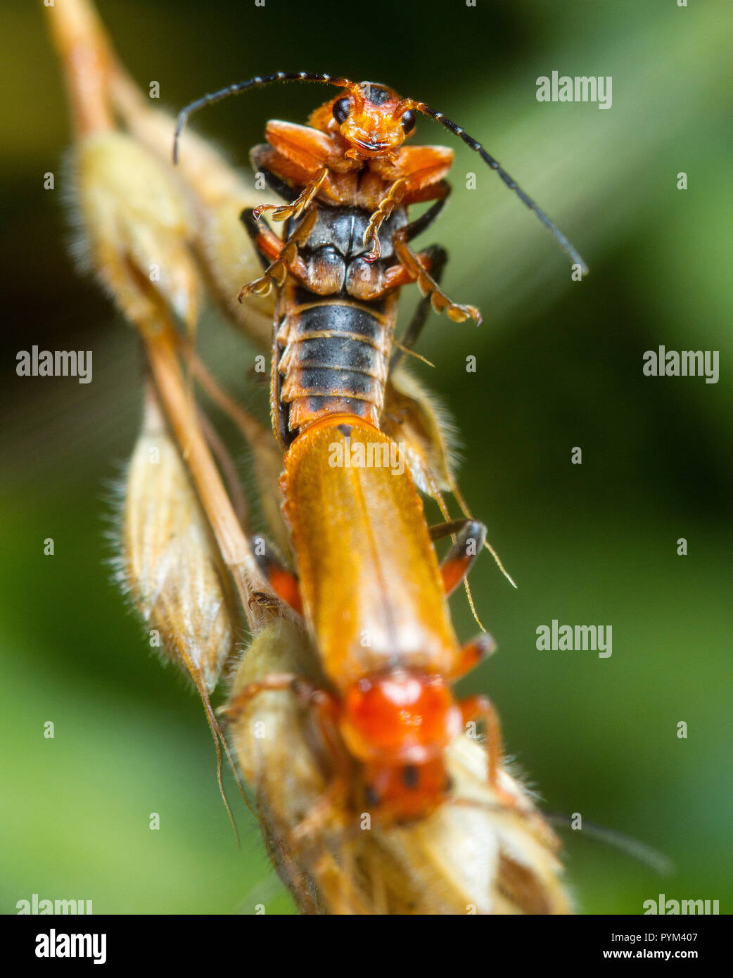 Insect macro photography Stock Photo - Alamy