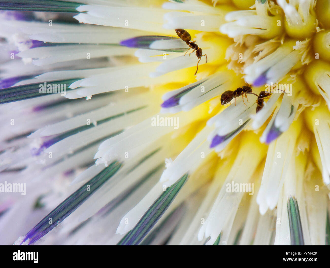 Insect macro photography Stock Photo - Alamy