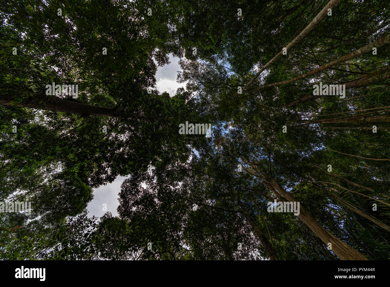Deep and compact rain forest, primitive forest unchanged or modified by ...