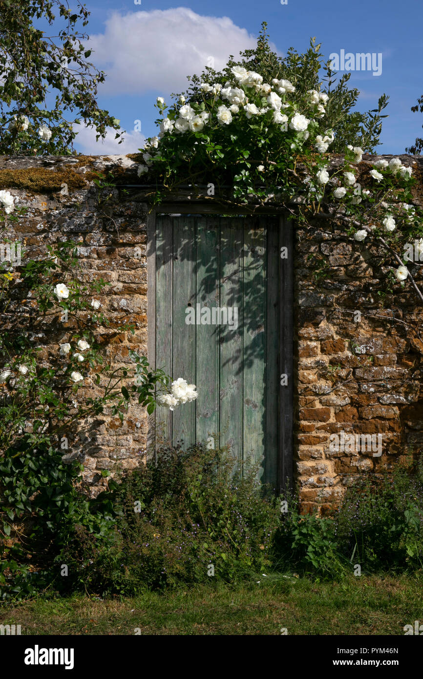 white climbing rose around wooden doorway and brick wall to English ...
