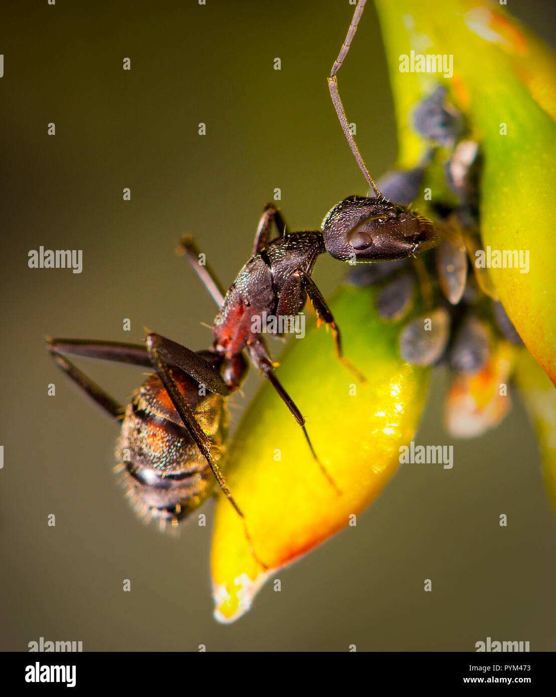Insect macro photography Stock Photo - Alamy