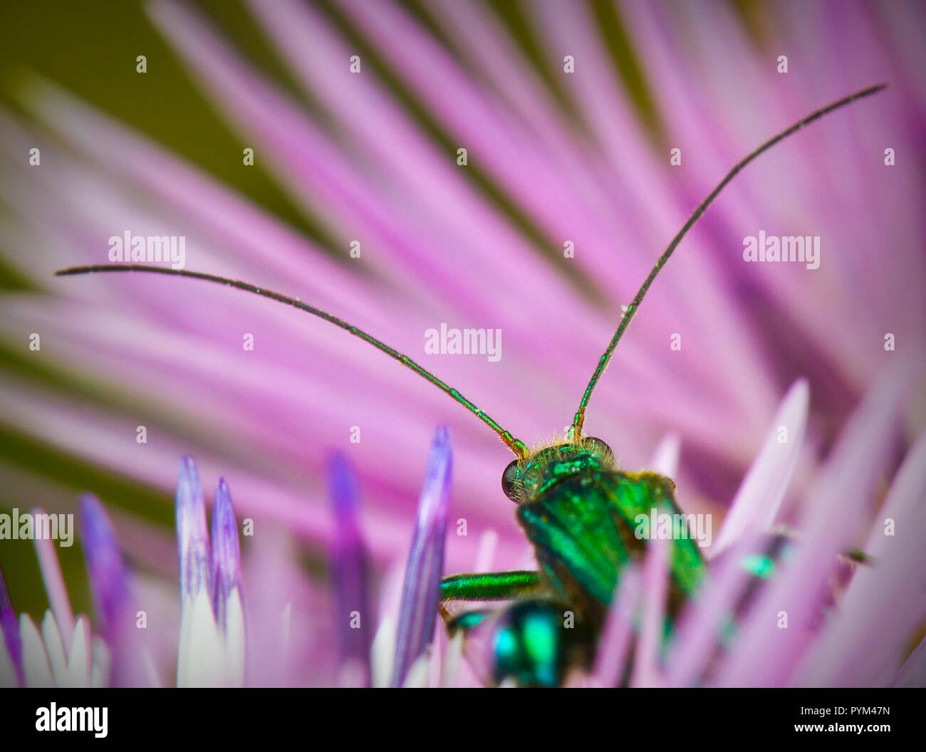 Insect macro photography Stock Photo - Alamy
