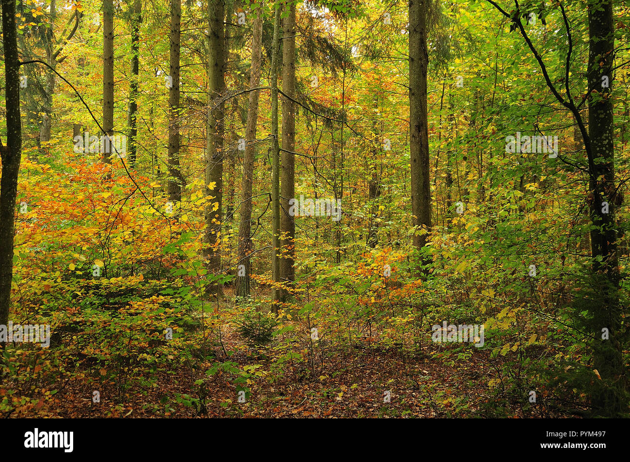 view into mixed forest with coniferous spruce trees and deciduous beech ...