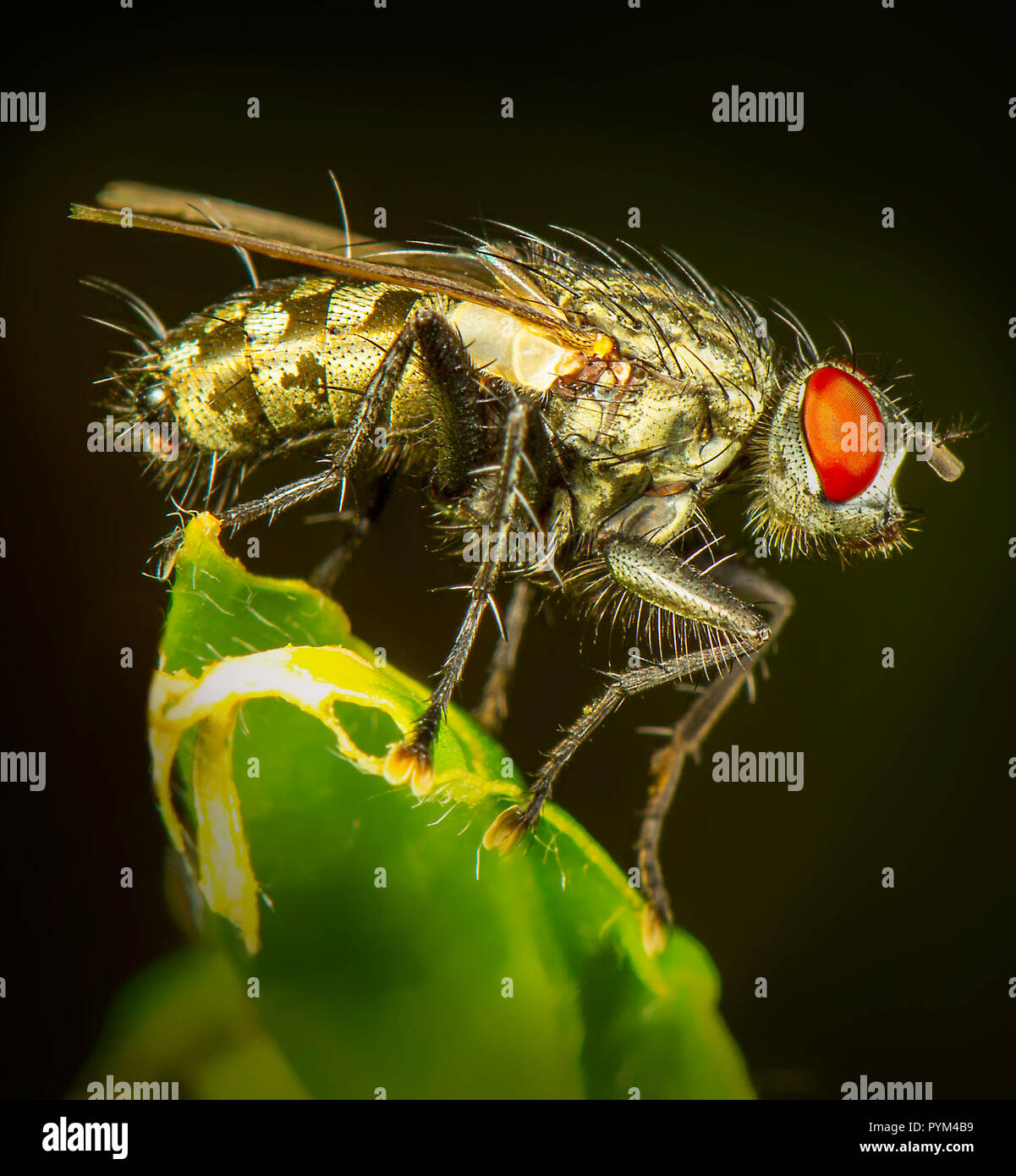 Insect macro photography Stock Photo - Alamy