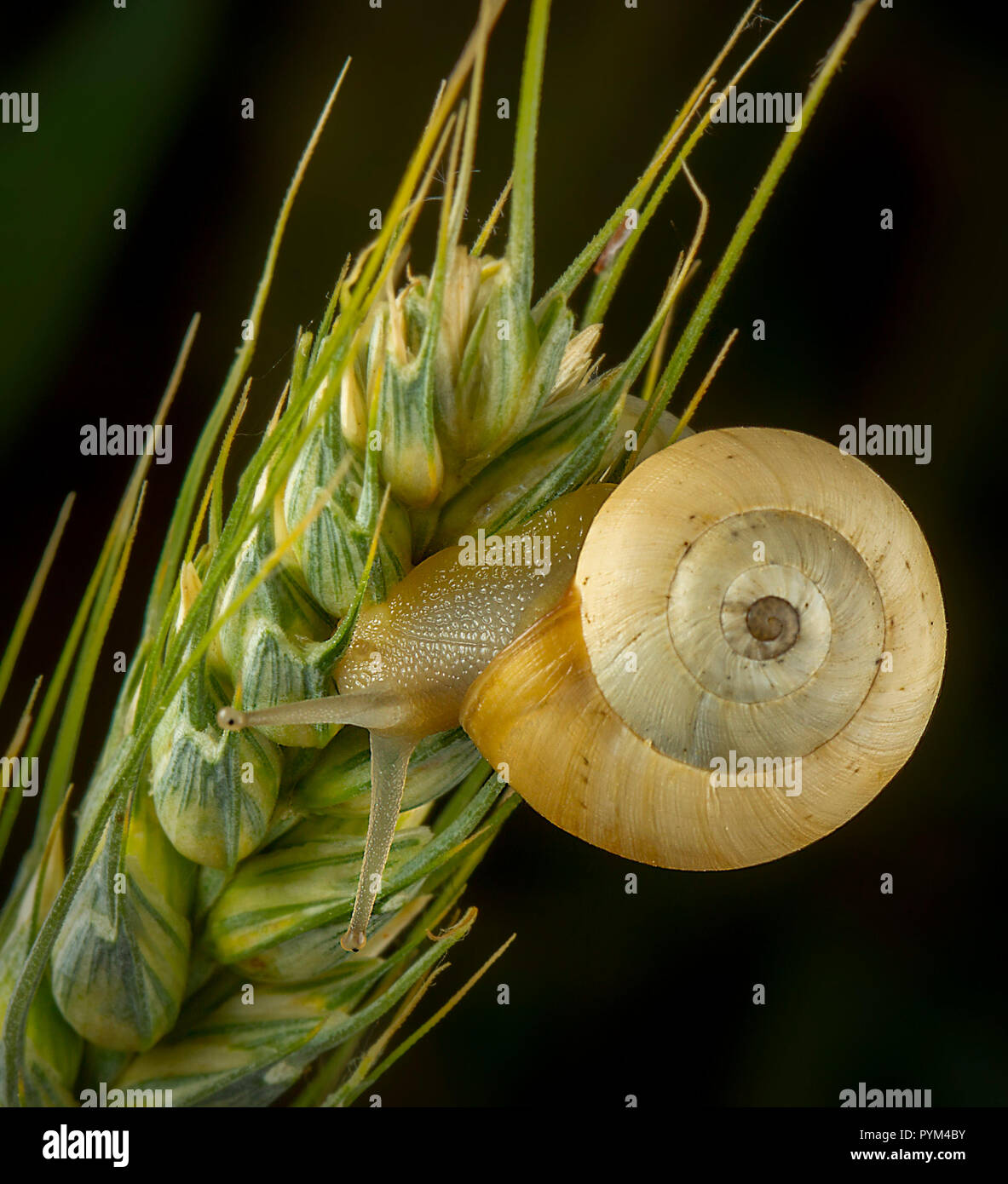 Insect macro photography Stock Photo - Alamy