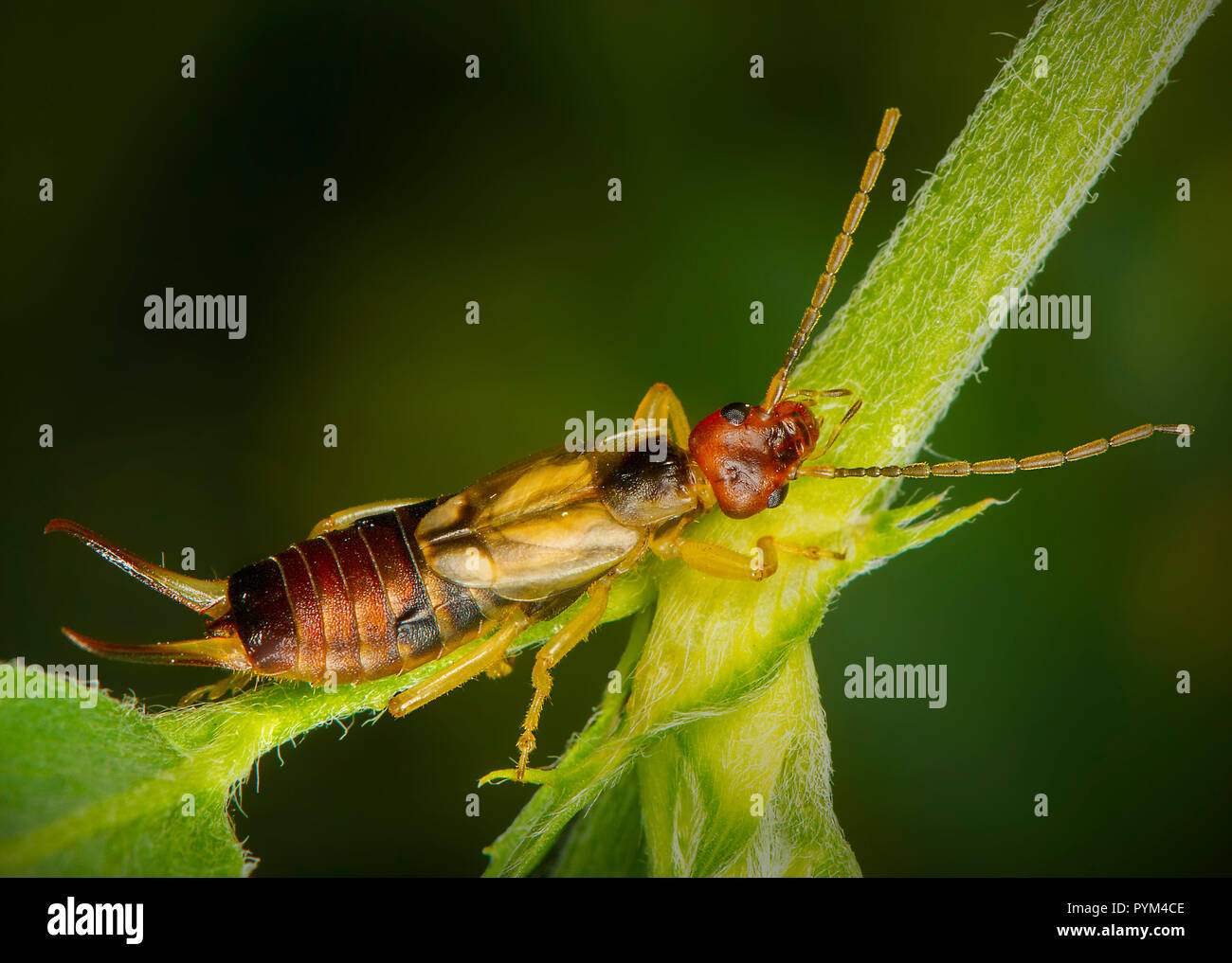 Insect macro photography Stock Photo - Alamy