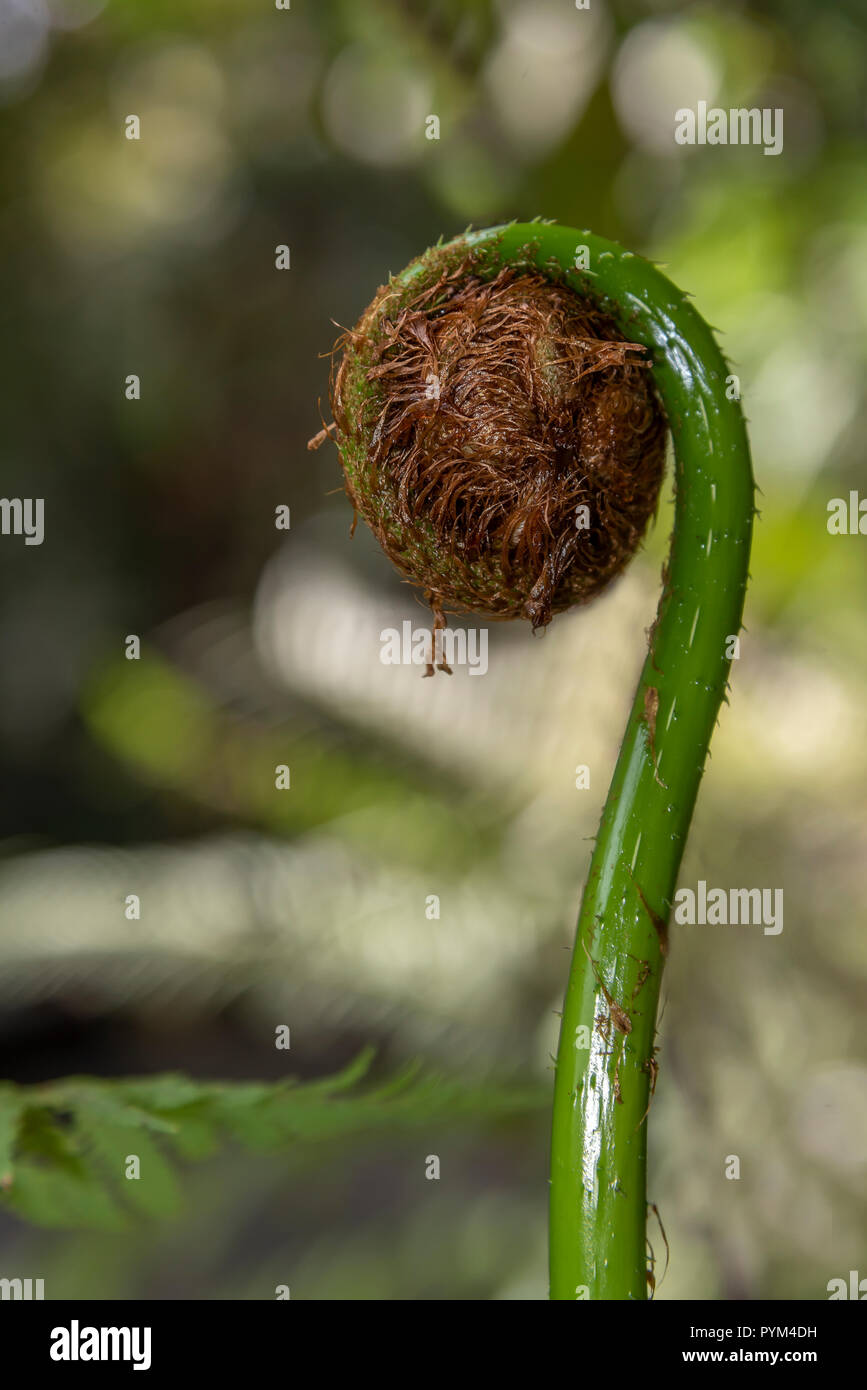 Fern white background round hi-res stock photography and images - Alamy