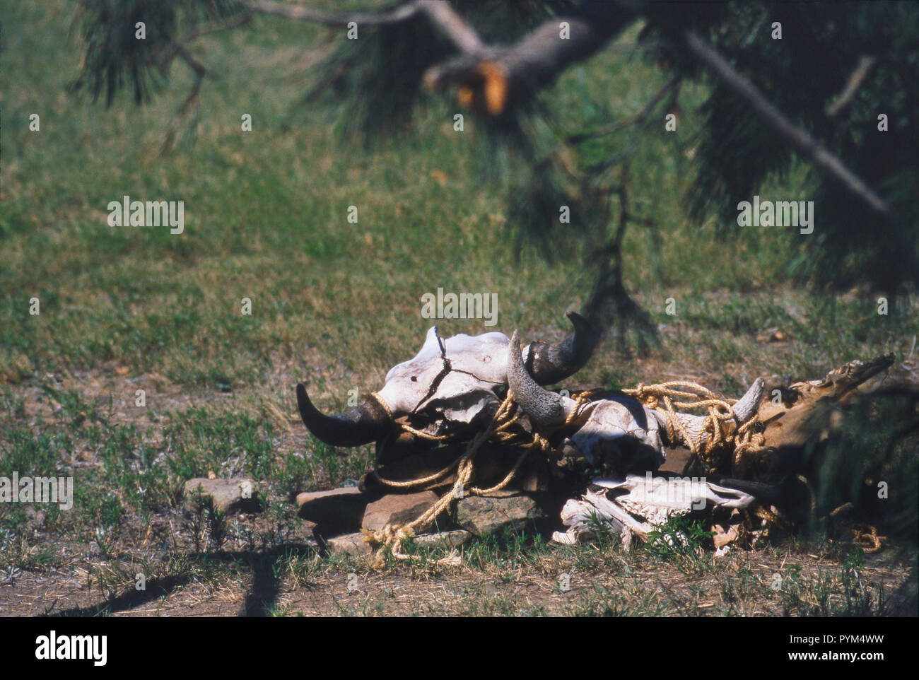Native american sun dance ceremony hi-res stock photography and images ...