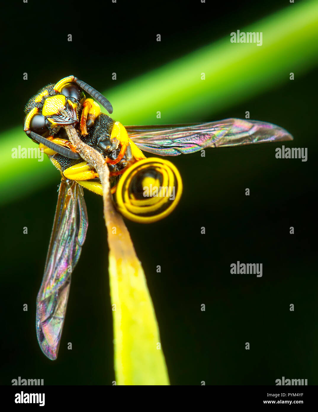 Insect macro photography Stock Photo - Alamy