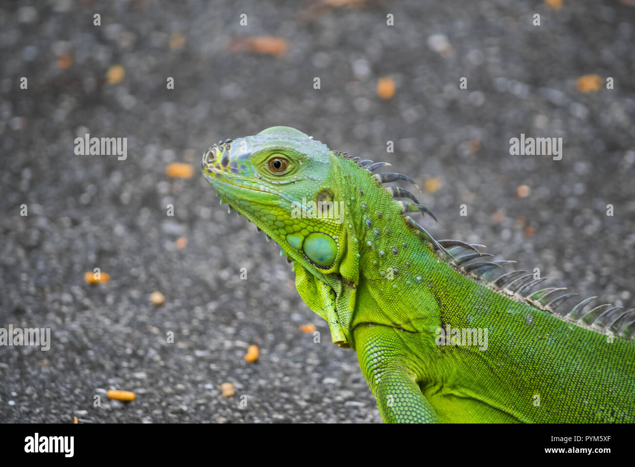Night of the iguana hi-res stock photography and images - Alamy