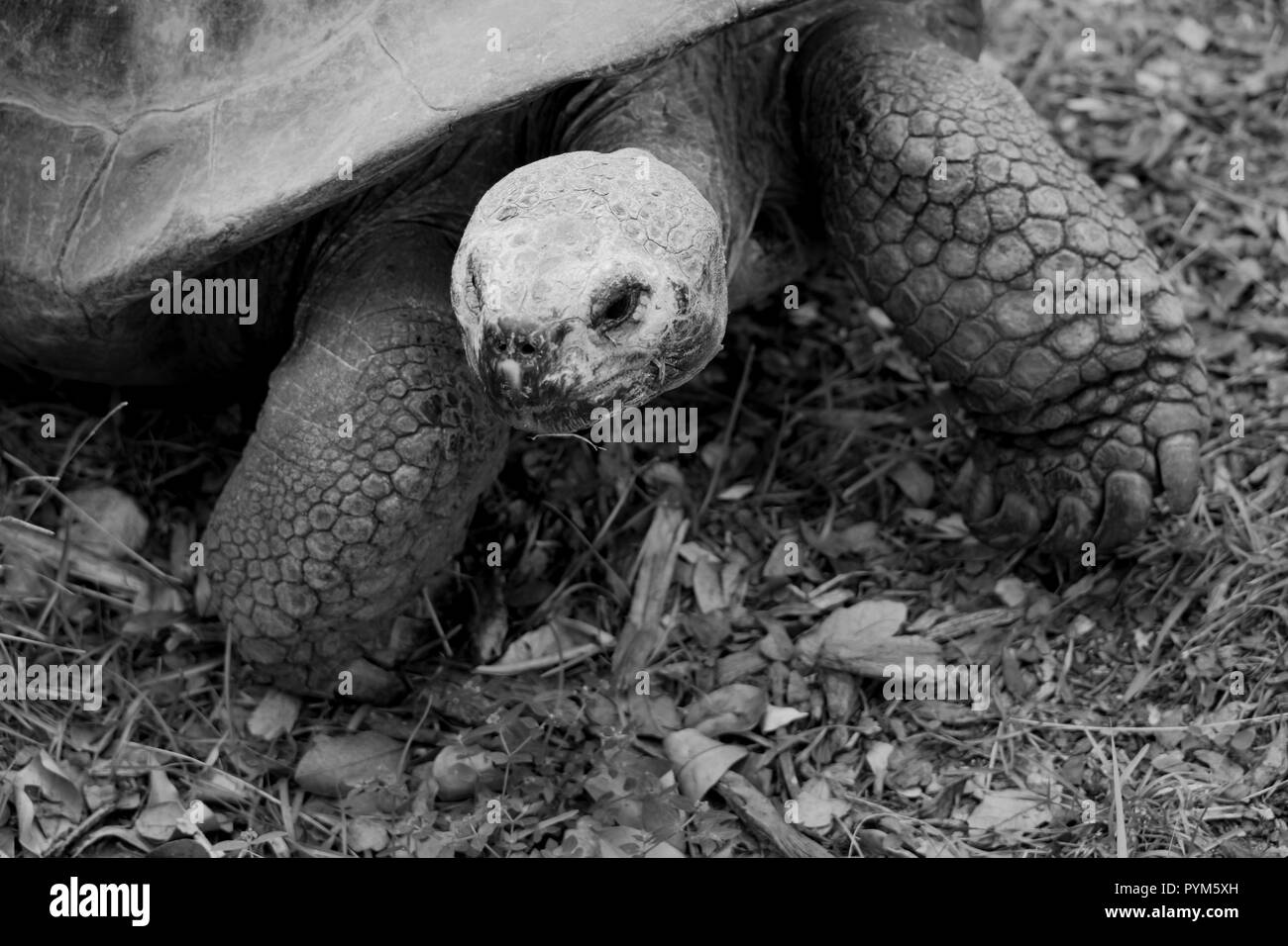 Turtle giant big animal Black and White Stock Photos & Images - Alamy