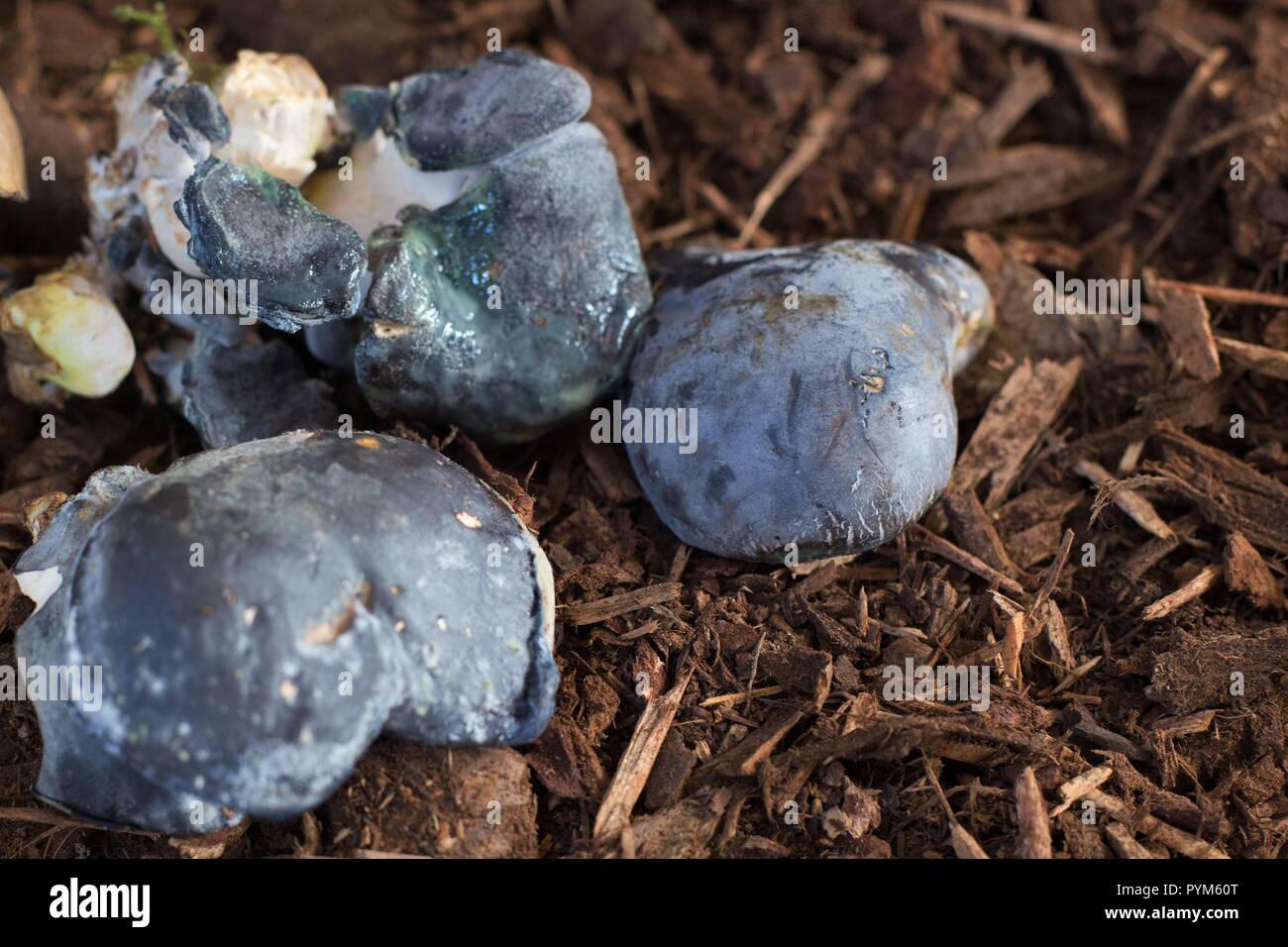 Albatrellus flettii hi-res stock photography and images - Alamy