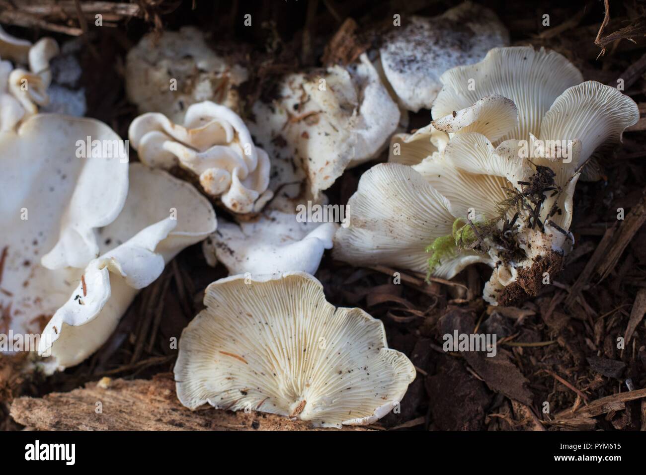 Angel wing mushrooms hi-res stock photography and images - Alamy