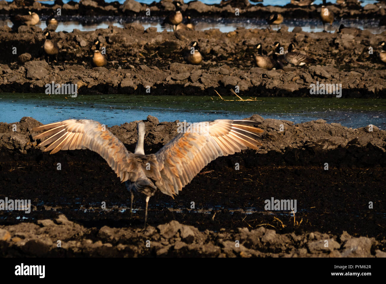 Sandhill Crane, Staten Island Preserve, California Stock Photo - Alamy