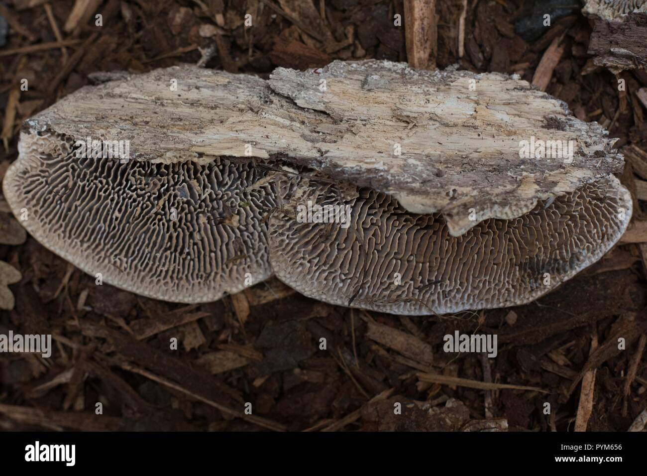 Thick maze oak polypore mushroom, at the Mushroom Festival in Eugene ...