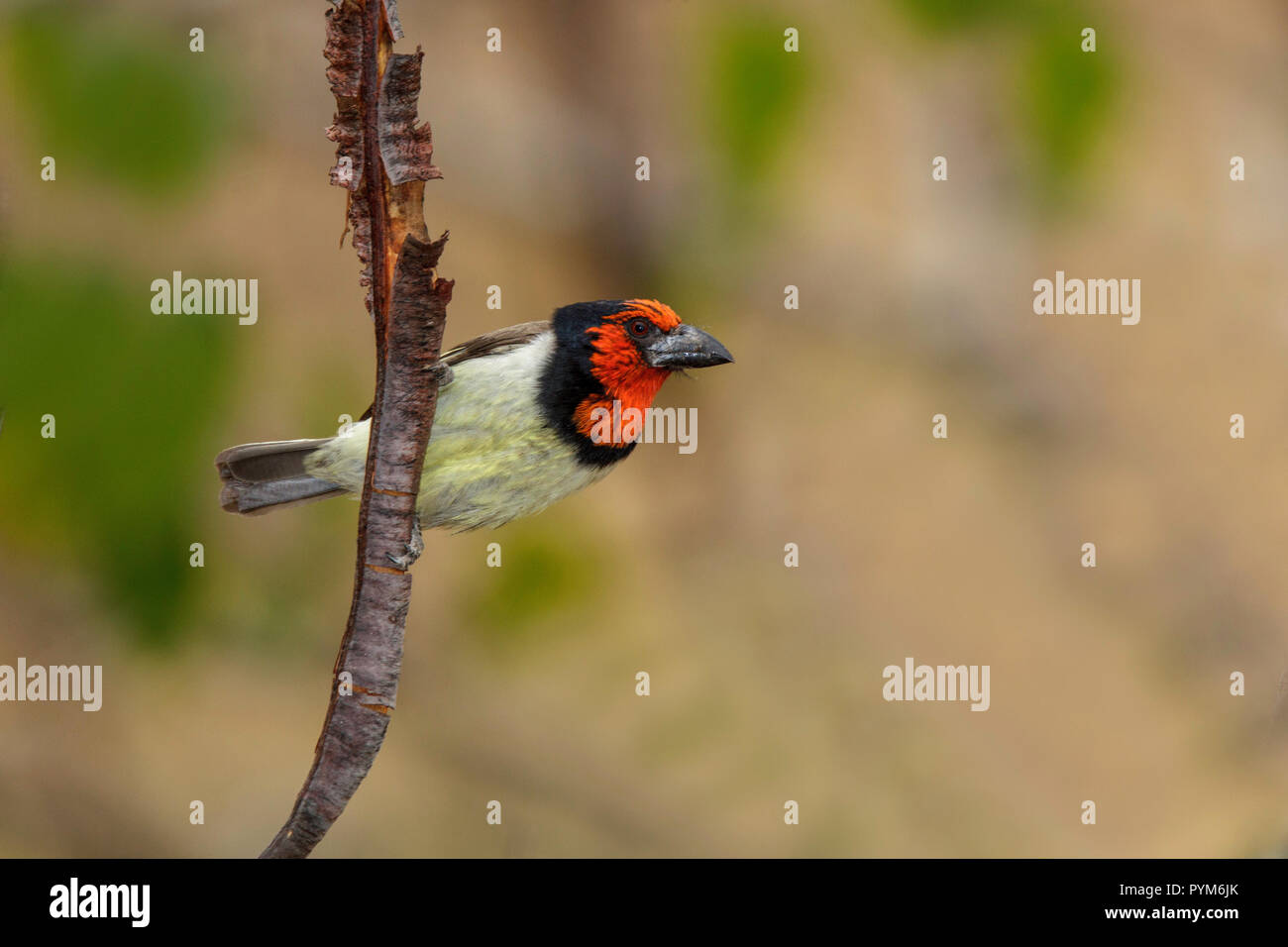 Black-collared Barbet Lybius torquatus Kruger National Park, Northern ...