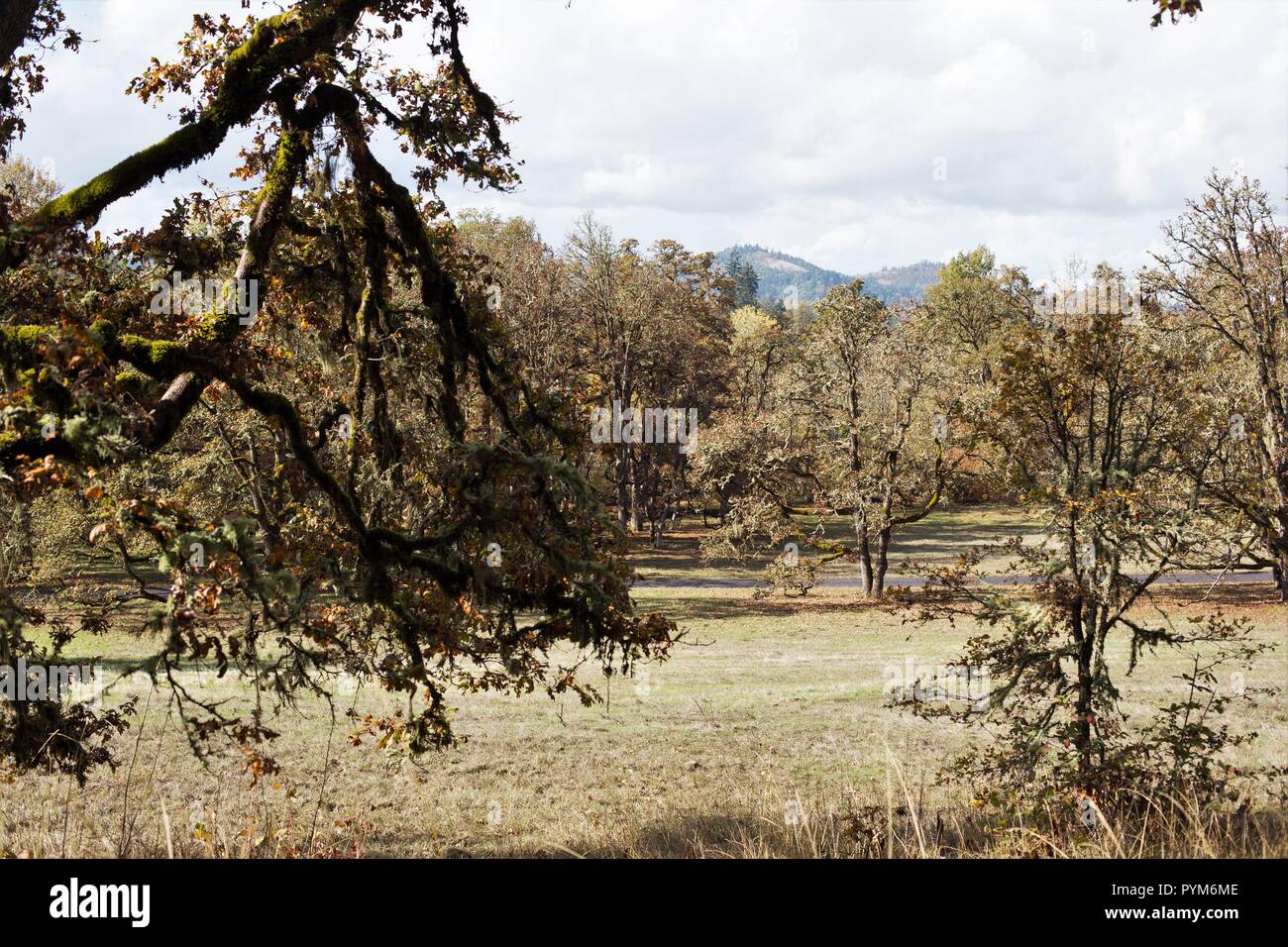 An oak savanna at Mount Pisgah Arboretum in Eugene, Oregon, USA Stock ...