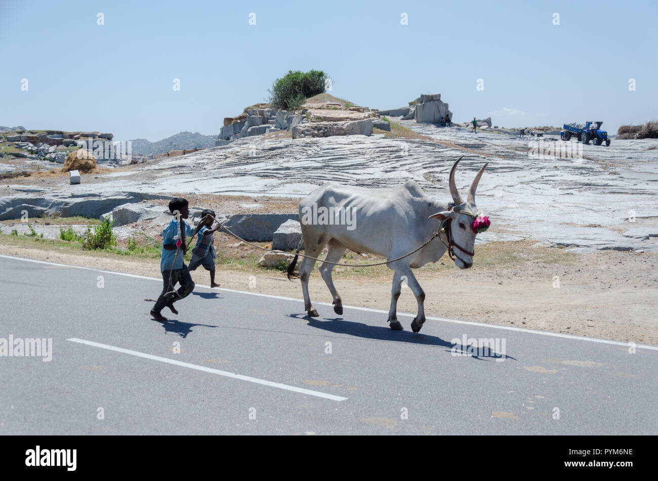 Two very young boys leading a bullock on a road somewhere in Karnataka ...