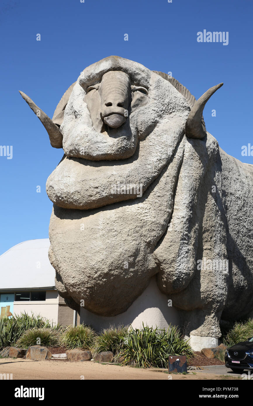 The big ram australia hi-res stock photography and images - Alamy