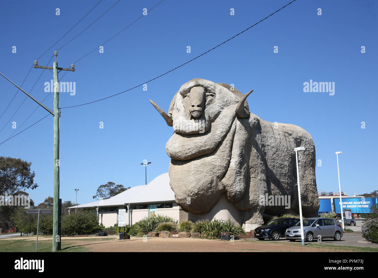 The big merino hi-res stock photography and images - Alamy