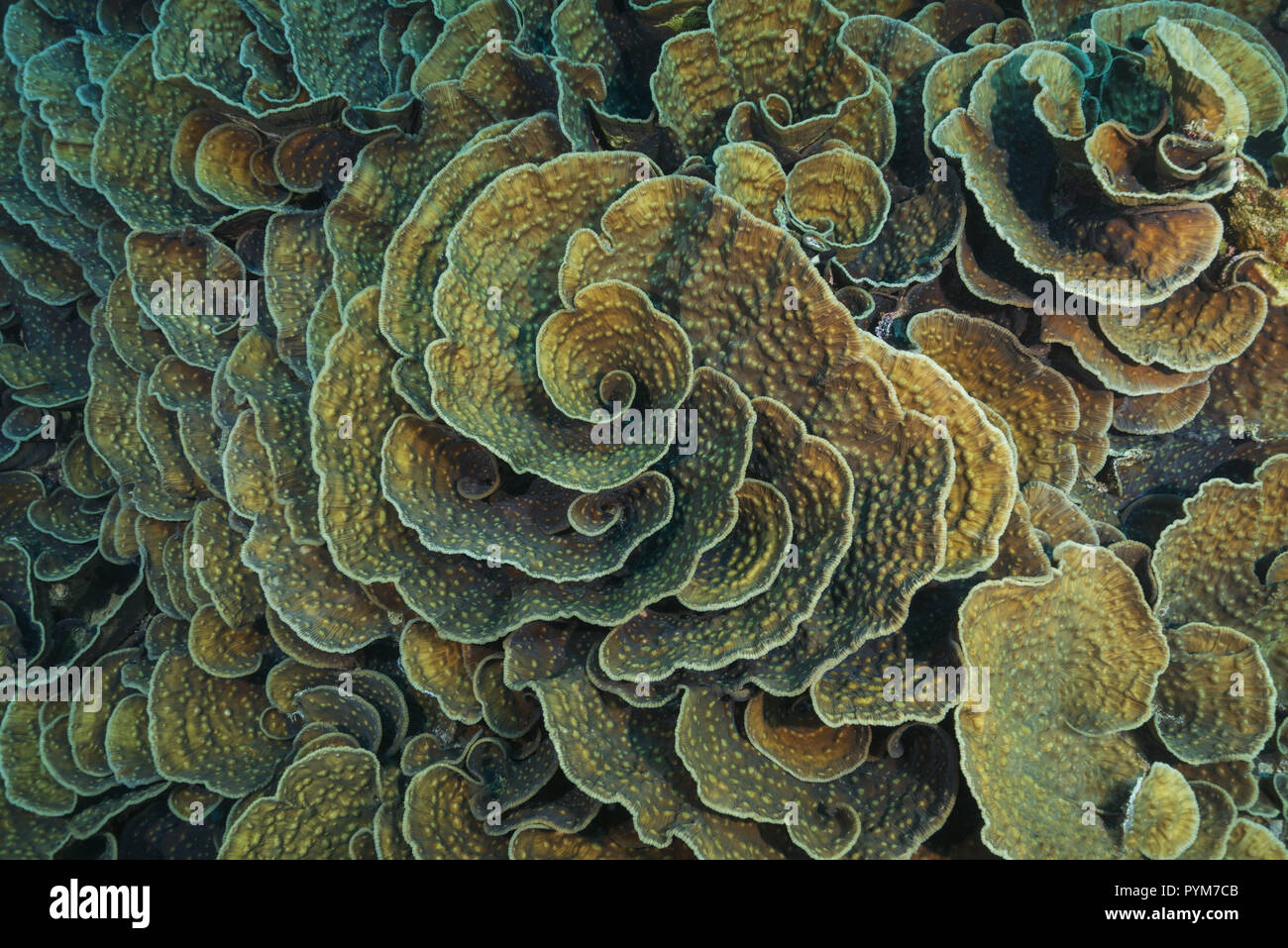 Coral colonies Mycedium, Lettuce Coral. High-angle shot, background ...