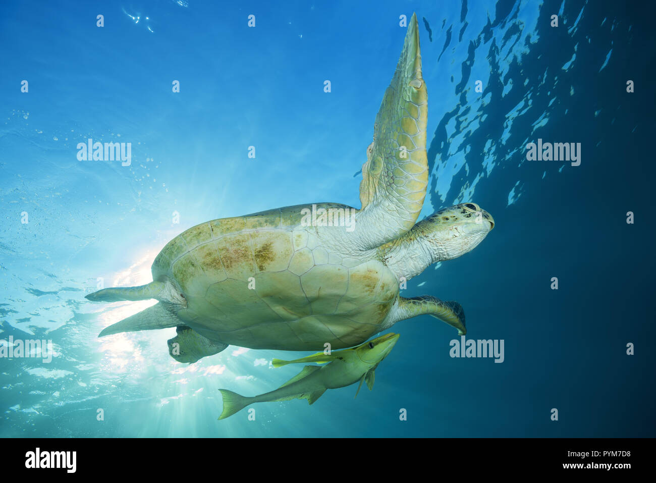 Green Sea Turtle, Chelonia mydas with Remora fish, Echeneis naucrates ...