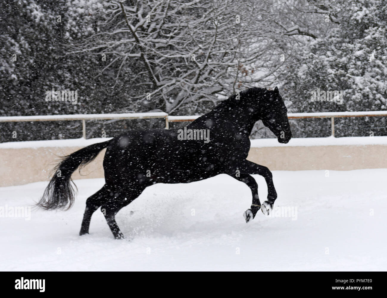 black stallion playing in the snow, in winter Stock Photo - Alamy